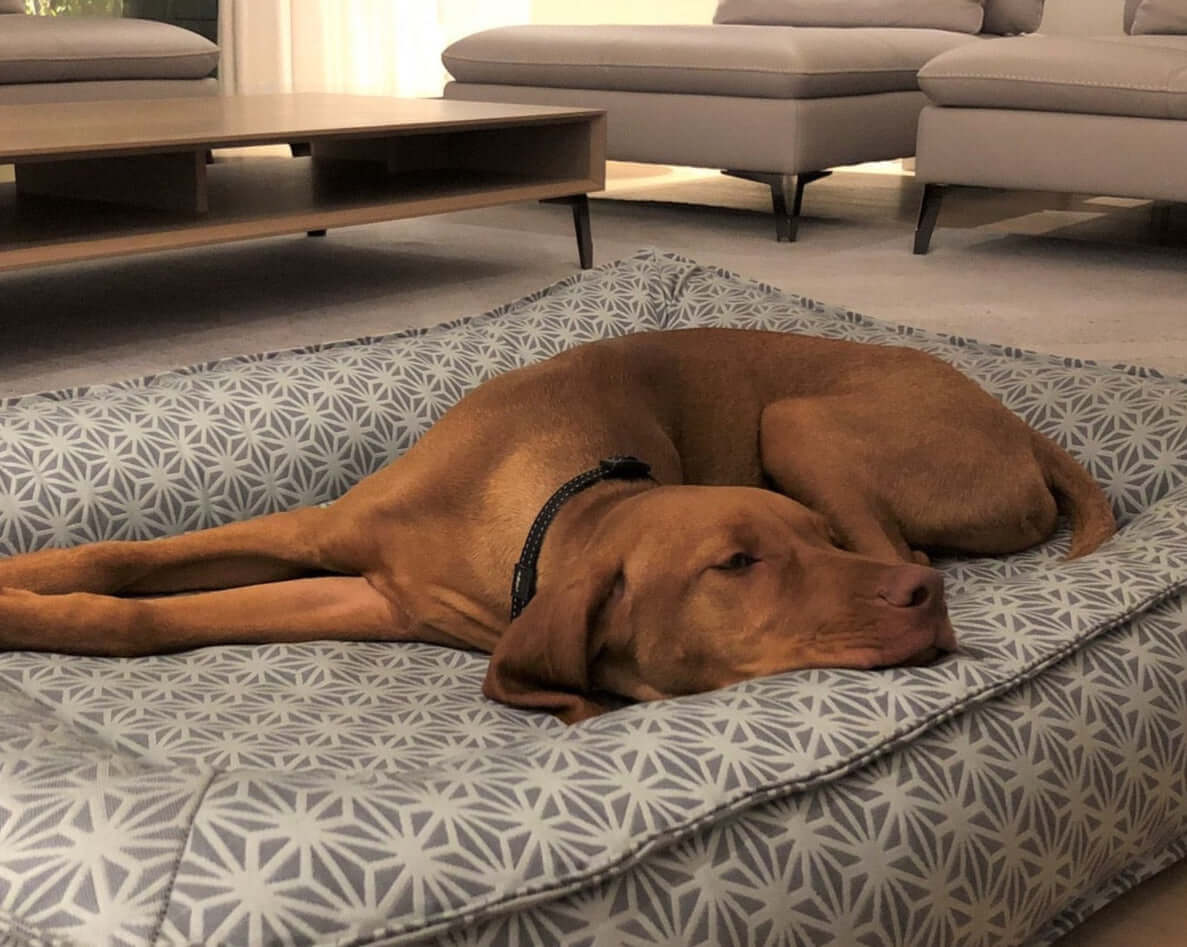 Divine Futon Dog Pet Sofa by Bowsers – Dog Crate World